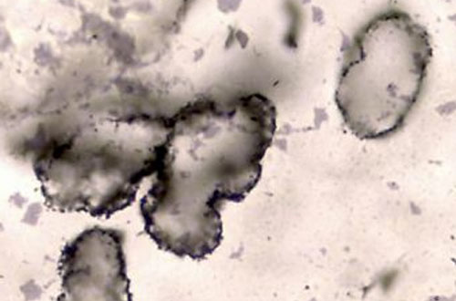 Oldest Fossils Discovered | Paleontology | Sci-News.com