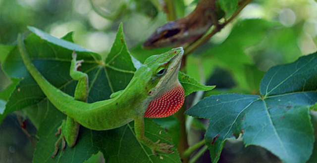 Lizard Genome Sequenced for the First Time | Biology, Genetics | Sci ...