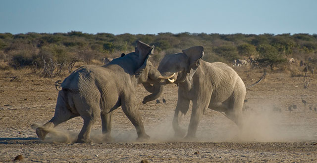 Bull Elephants Form Close-Knit Hierarchies | Biology | Sci-News.com