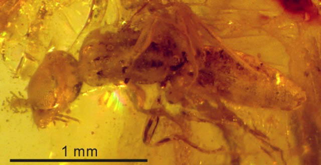 New Family of Wasps Discovered in Amber | Paleontology | Sci-News.com