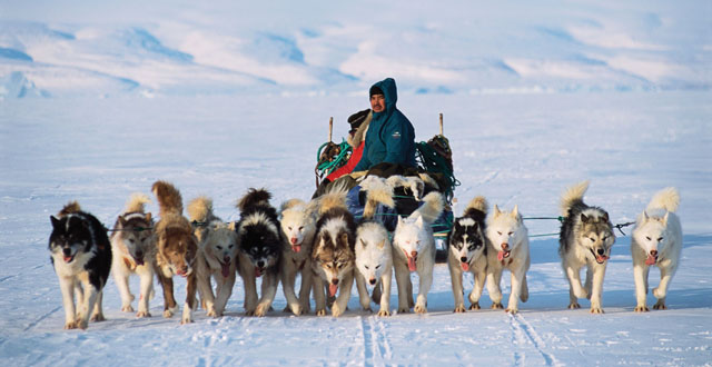 Huskies to Help Scientists | Biology | Sci-News.com