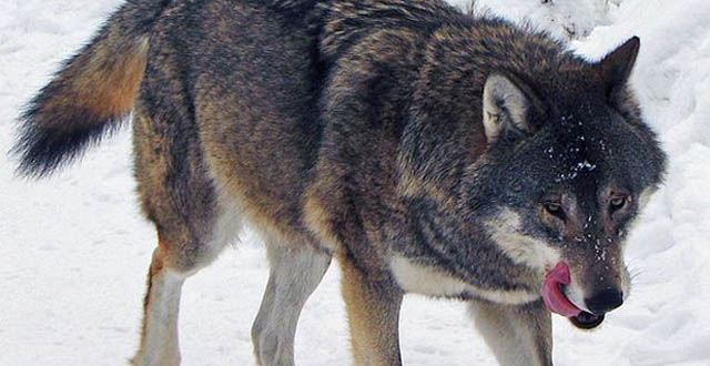 First Dogs Came from Asia | Genetics | Sci-News.com