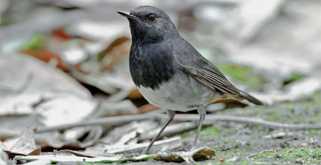 Enigmatic Bird Rediscovered in China | Biology | Sci-News.com