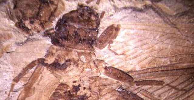 Fossil Crickets and Katydids Hint at the Origins of Insect Hearing ...