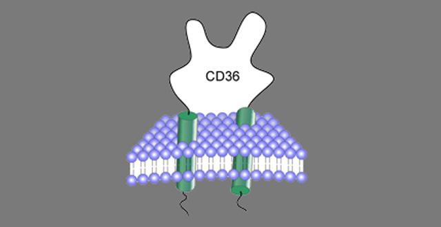 Scientists Identified Human Receptor for Tasting Fat | Medicine | Sci ...