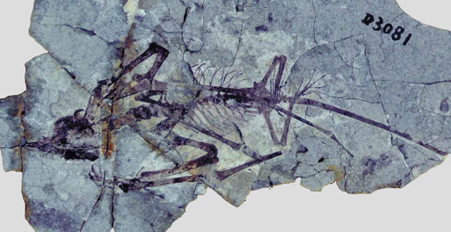 New Long-Tailed Pterosaur Discovered in China | Paleontology | Sci-News.com