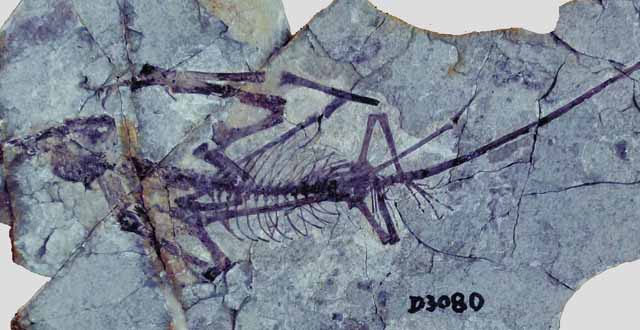 New Long-Tailed Pterosaur Discovered in China | Paleontology | Sci-News.com