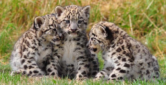 Researchers Produced Stem-Like Cells of Snow Leopard | Biology | Sci ...
