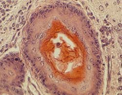 Researchers Produced Stem-Like Cells of Snow Leopard | Biology | Sci ...