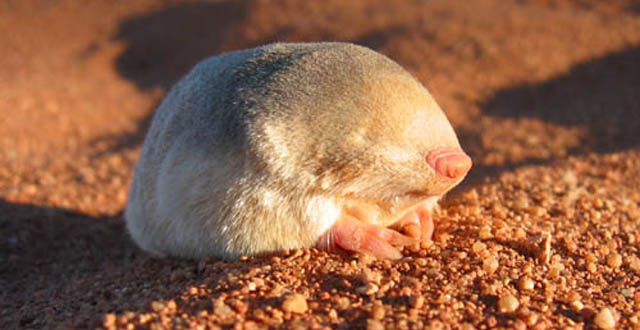 Researchers Identified Iridescence in Golden Moles | Biology | Sci-News.com