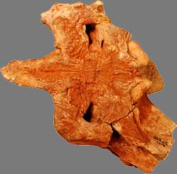 Paleontologists Identified New Species of Ancient Crocodile ...