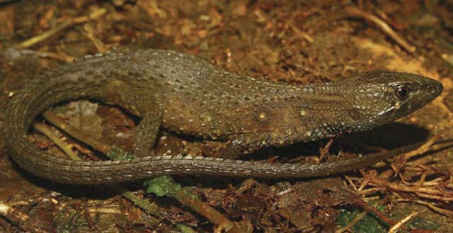 New Lizard Species Discovered in Peru | Biology | Sci-News.com