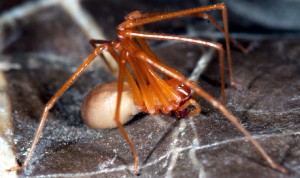 New Family of Spiders Discovered in Oregon | Biology | Sci-News.com