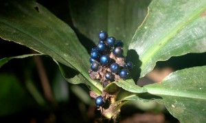 Brightest Thing in Nature: African Fruit Pollia Condensata | Biology ...