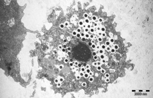 Giant Viruses Rewrite History of Life on Earth | Biology | Sci-News.com