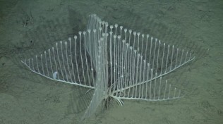 Extraordinary New Sponge Species Discovered | Biology | Sci-News.com