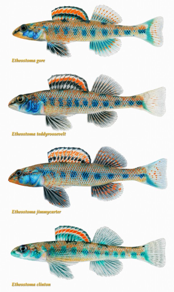 New Fish Species Discovered: Roosevelt, Carter, Clinton, Gore and Obama ...