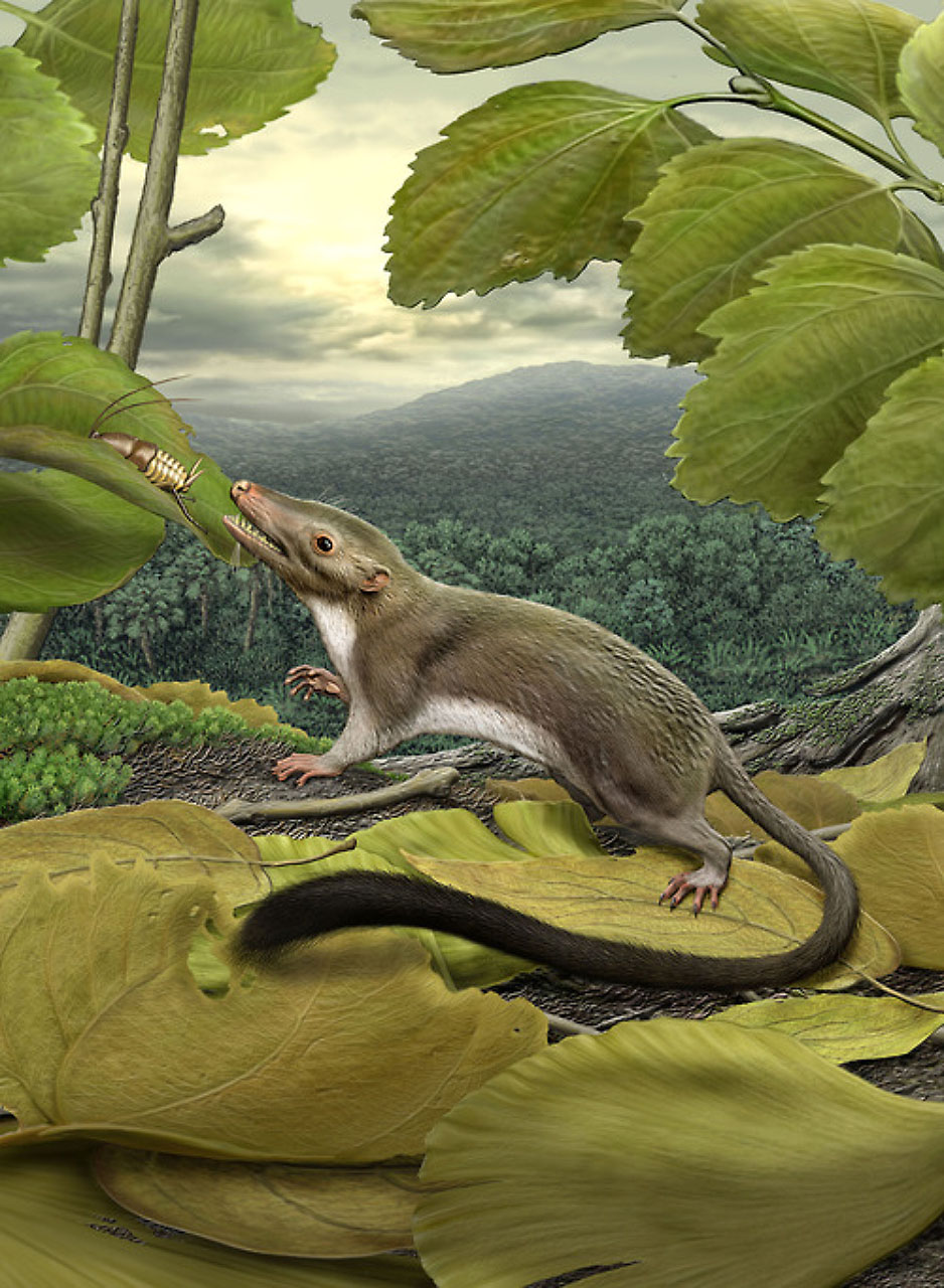 Common Ancestor of Placental Mammals Reconstructed | Paleontology | Sci ...