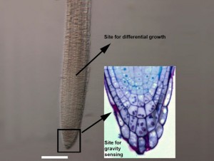 Study Tries to Explain How Plants Sense Gravity | Biology | Sci-News.com
