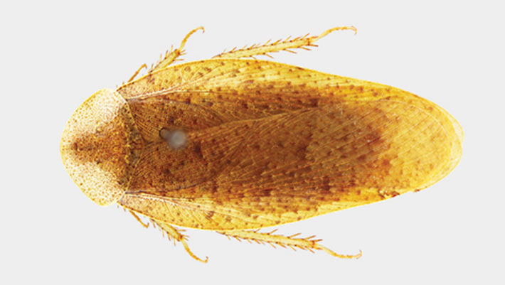 Three New Species of Giant Cockroaches Found in China | Sci.News