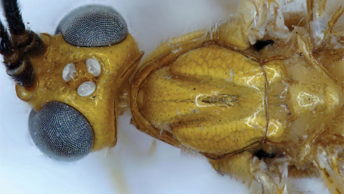 New Wasp Species Named After Character in Quentin Tarantino's Film ...