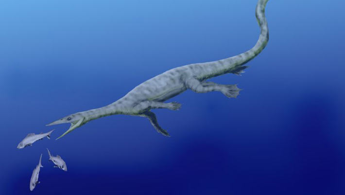 New Species of Thalattosaur Discovered | Paleontology | Sci-News.com
