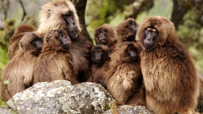 Geladas' Lip-Smacking Resembles Human Speech, Says U.S. Researcher ...
