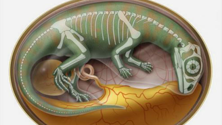 Oldest Dinosaur Embryos Discovered in China, Organic Remains Found ...