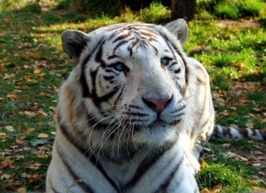 Genetic Researchers Solve Mystery of White Tigers | Genetics | Sci-News.com