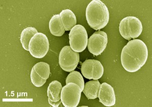 Bacterium Planococcus halocryophilus Offers Clues about Microbial Life ...