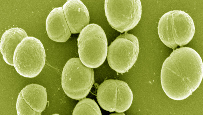 Bacterium Planococcus halocryophilus Offers Clues about Microbial Life ...