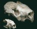 20-Million-Year-Old Koala Discovered, Named after Australian ...