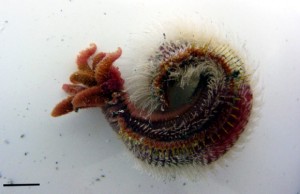 Pompeii Worms May Redefine Thermal Limit for Animal Life | Sci.News