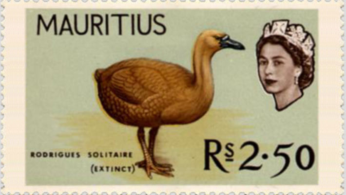 Researchers Reveal Unique Wing Weapon of Extinct Bird Rodrigues ...