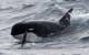 DNA Study Suggests Extremely Rare Type D Killer Whale May Be New ...