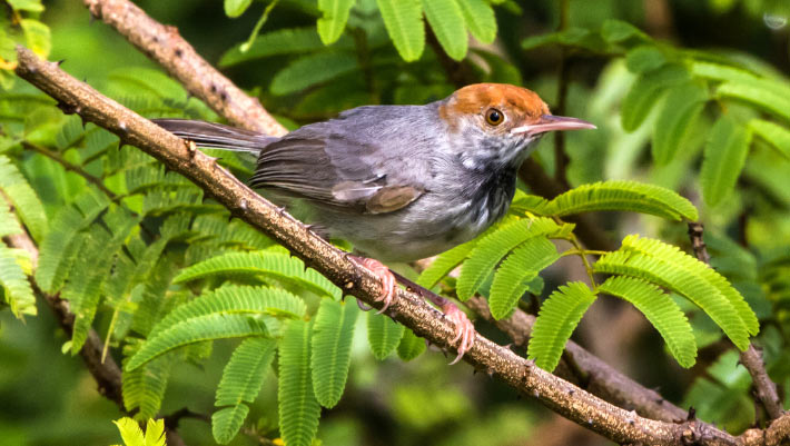 Cambodian Tailorbird: New Bird Species from Cambodia | Biology | Sci ...