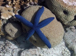 Biologists: Starfish See with Compound Eyes on Their Arms | Sci.News