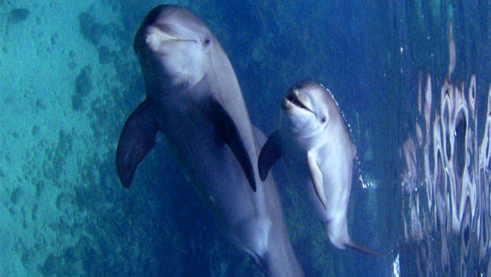 Bottlenose Dolphins Call Each Other by Individual Names, Biologists ...