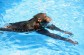 Chimpanzees, Orangutans Can Swim and Dive, Biologists Prove | Sci.News