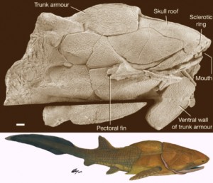 Entelognathus: Paleontologists Find 419-Million-Year-Old Jawed Fish ...