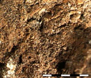Paleontologists Reconstruct Diet of Four Moa Species | Sci.News