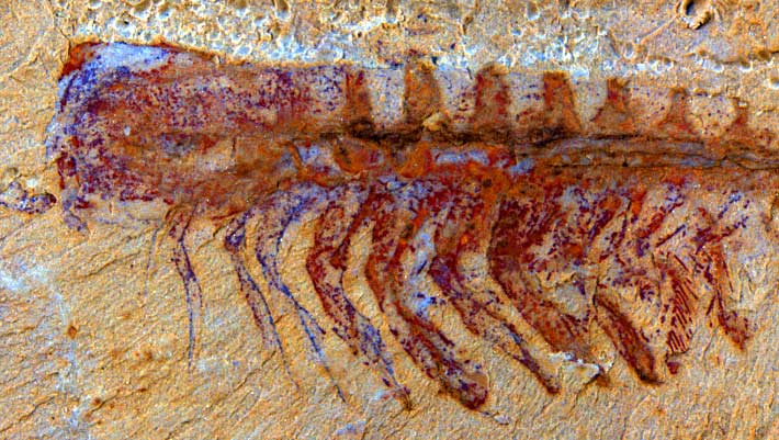 Alalcomenaeus: Unusual Cambrian Animal with Spider-Like Brain ...