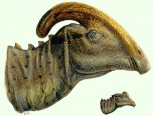 Paleontologists Find Rare Fossil of Young Dinosaur Parasaurolophus ...