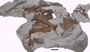 Paleontologists Find Rare Fossil of Young Dinosaur Parasaurolophus ...