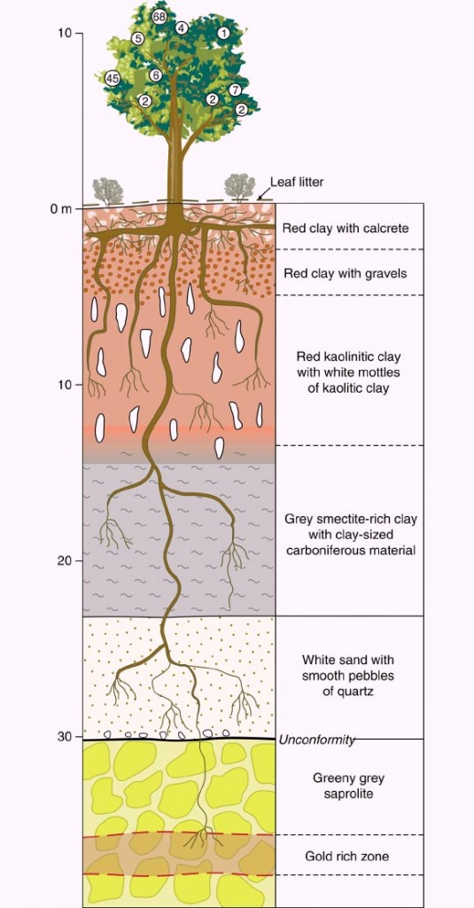 Gold Particles Found in Leaves of Eucalyptus Trees | Sci.News
