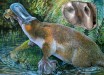 Obdurodon tharalkooschild: Fossil of Giant, Toothed Platypus Discovered ...