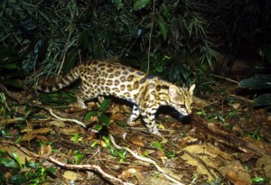Leopardus guttulus: New Species of Wild Cat from Brazil | Biology | Sci ...