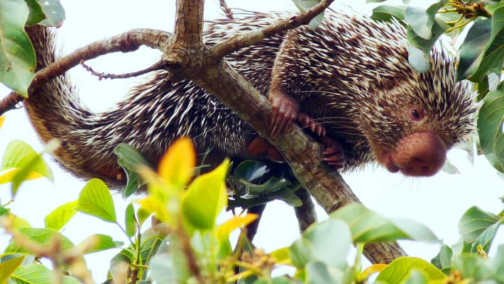 Coendou baturitensis: New Porcupine Discovered in Brazil | Biology ...