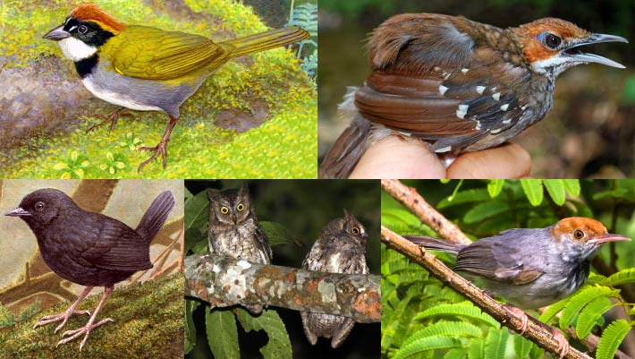 Amazing New Species of Birds Discovered in 2013 | Biology | Sci-News.com
