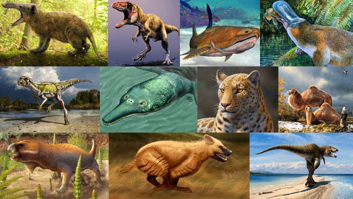 Top 20 Fossil Species Discovered in 2013 | Paleontology | Sci-News.com